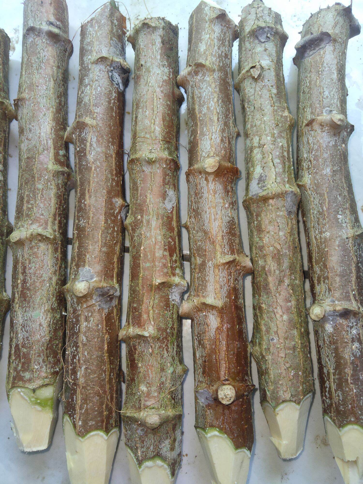 jual bibit singkong roti atau Gadog 15 batan | Lazada Indonesia