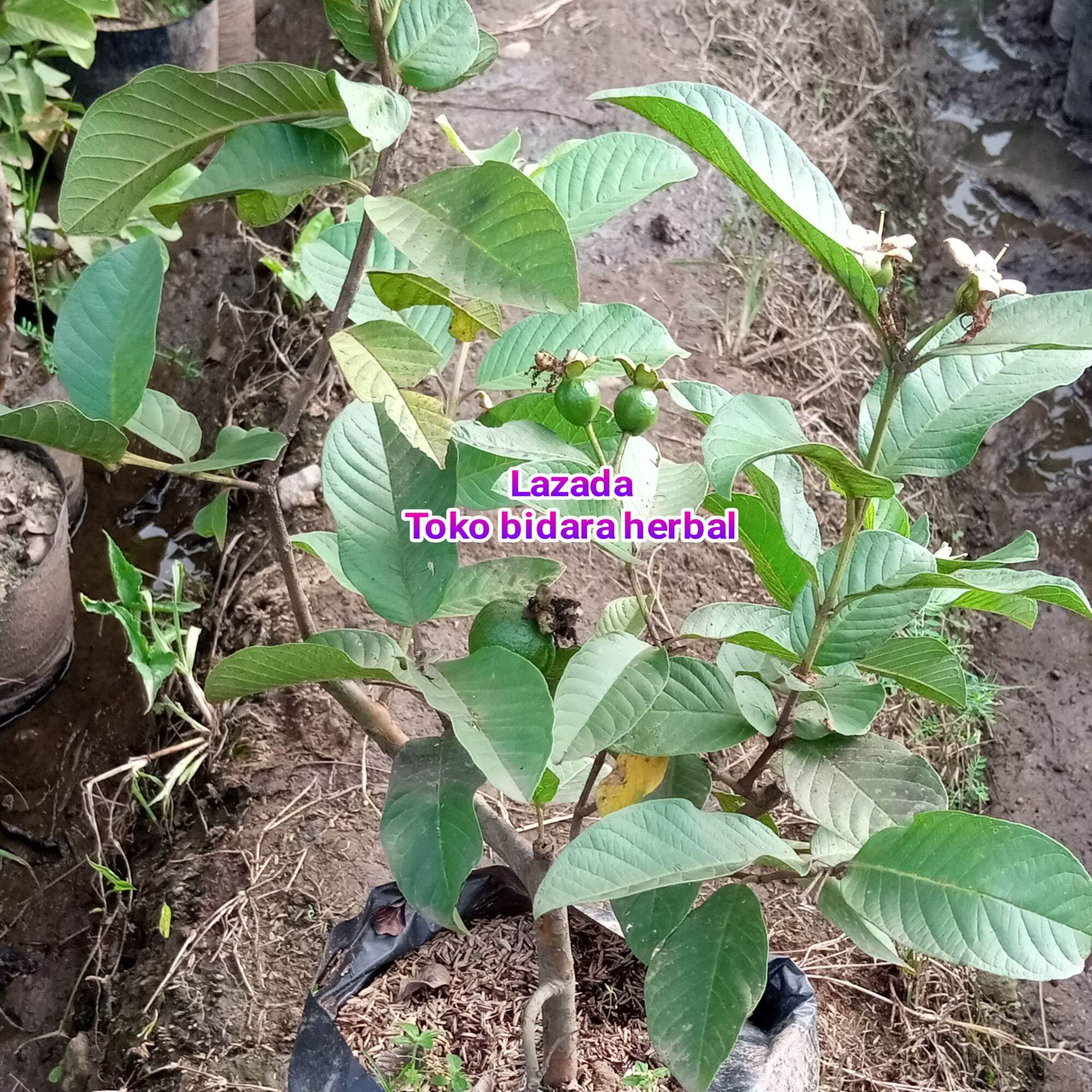 Pohon Jambu Kristal Sudah Berbuah - Daun Rimbun Batang Ok | Lazada ...