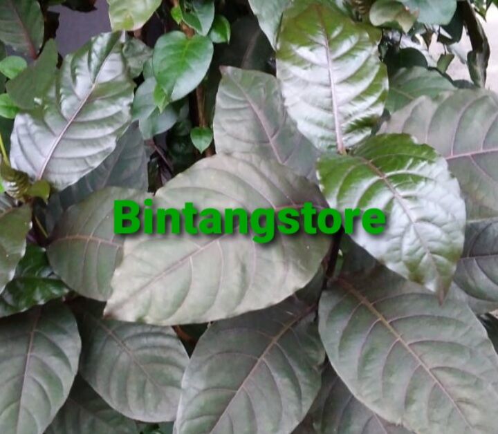 Daun ungu daun handeuleum segar 10 lembar | Lazada Indonesia