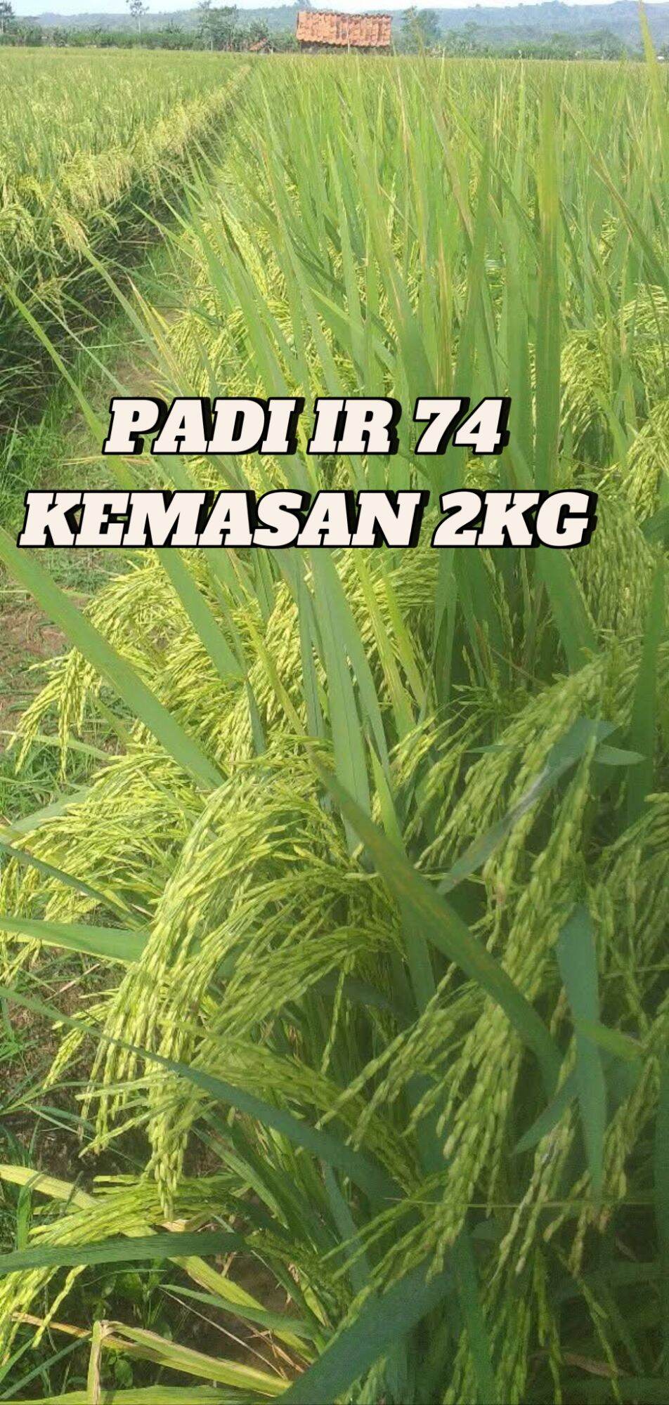 BENIH BIBIT PADI IR 74 KEMASAN 2KG | Lazada Indonesia
