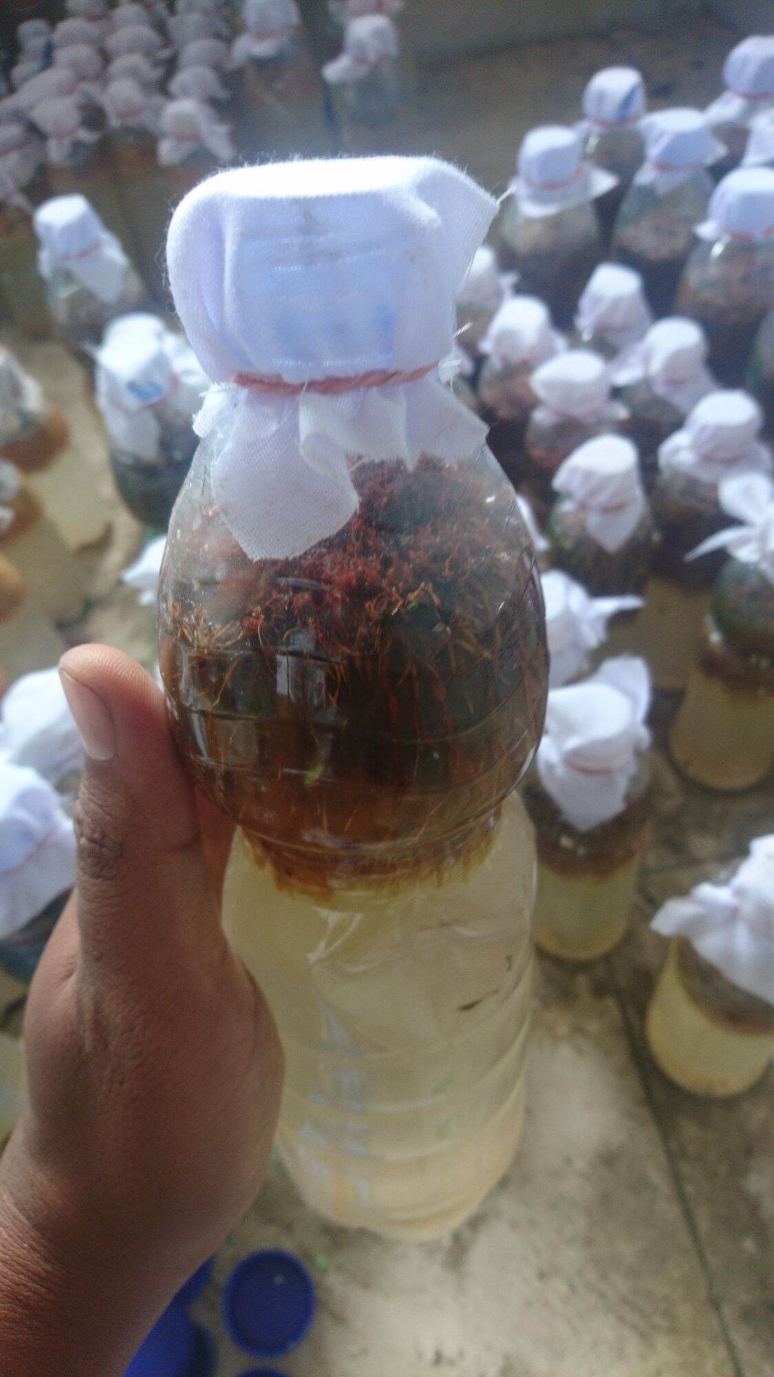 JAMUR JAKABA PUPUK ORGANIK 500ML /BIANG JAMUR JAKABA JAMUR KEABADIAN ...