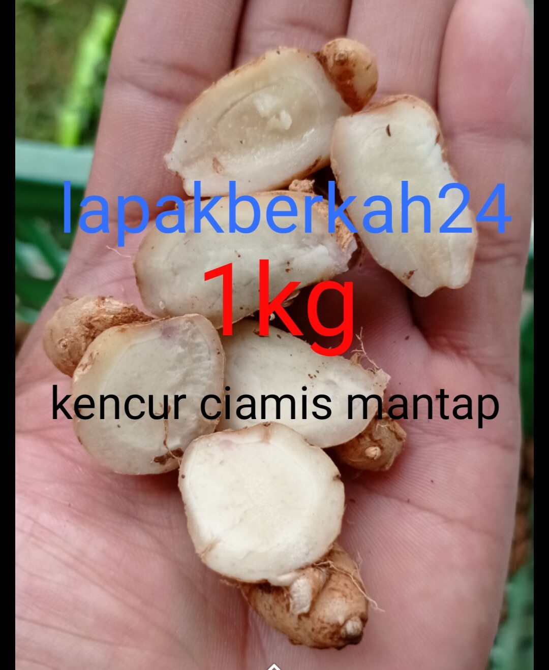KENCUR CIAMIS ( 1kg ) RASA ENAK PEDAS BIKIN KETAGIHAN COCOK BUAT BUMBU ...