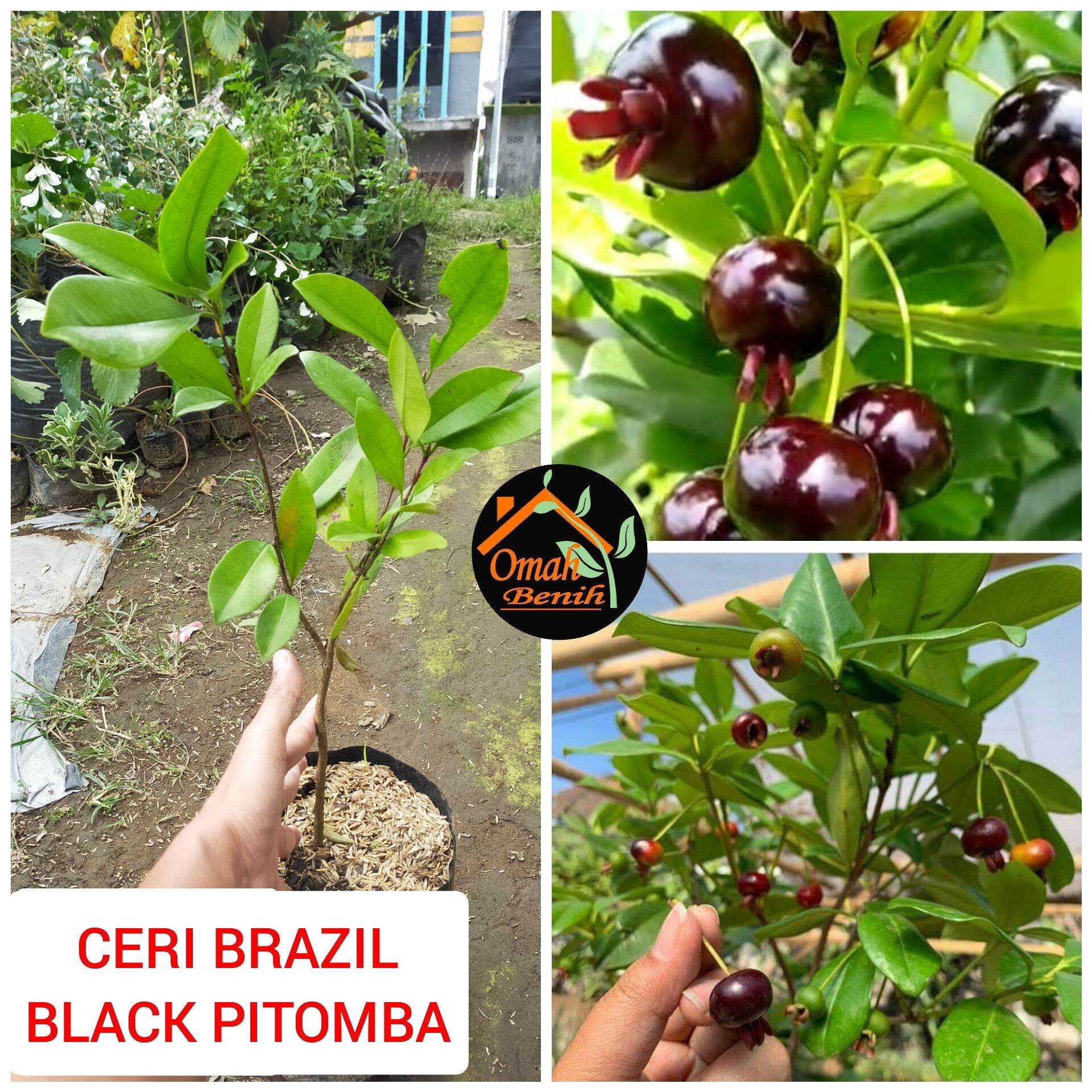 BIBIT TANAMAN BUAH CHERRY CERI BRAZIL GRUMICHAMA BLACK PITOMBA | Lazada ...