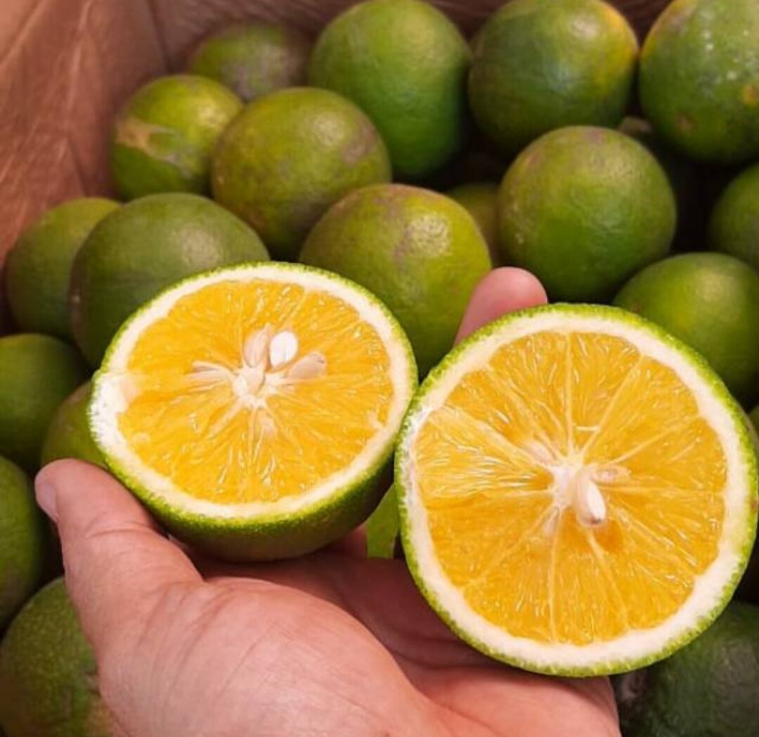 Jeruk baby Java malang 1kg | Lazada Indonesia