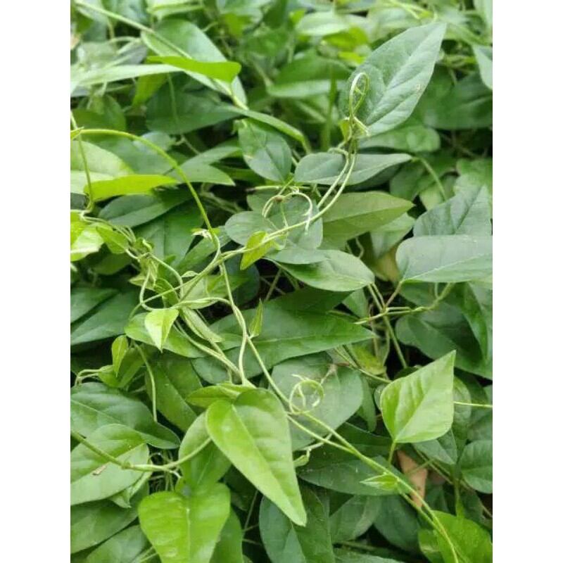 daun cincau jelly hijau rambat per 100 lembar tanaman herbal keluarga ...
