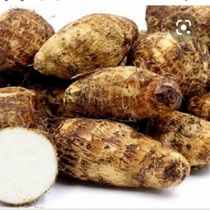 Umbi Talas Kimpul Segar Talas Unggul 1KG | Lazada Indonesia
