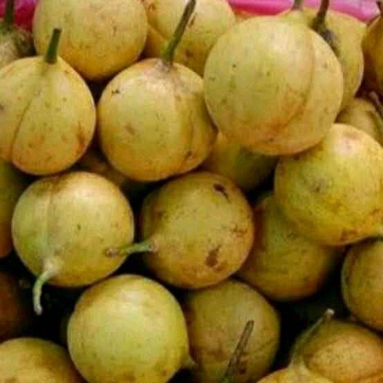 BUAH PALA MUDA FRESH 1 KG | Lazada Indonesia