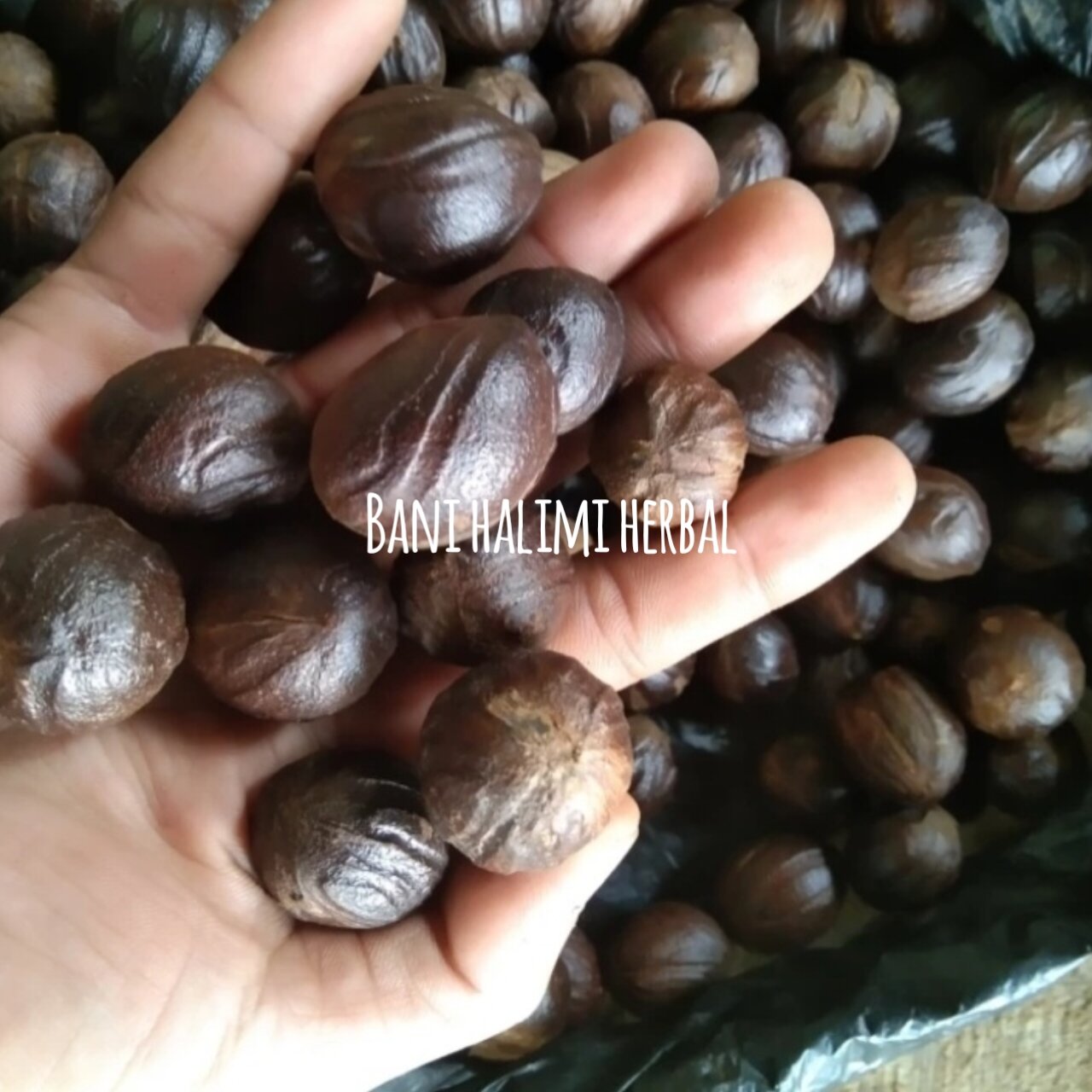 Biji Pala Kering 100 gram | Lazada Indonesia