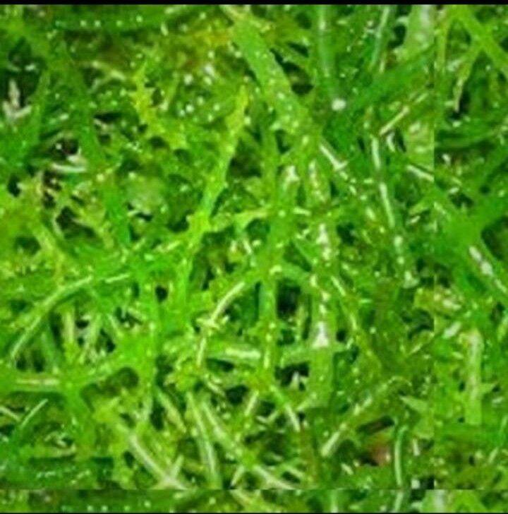 rumput laut hijau segar bahan makanan-agar agar 1kg | Lazada Indonesia