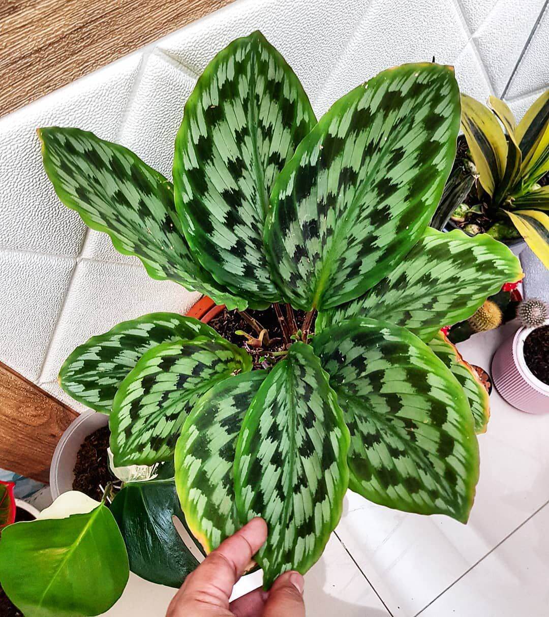 Tanaman Ekor Merak Meranti Kencur - Tanaman Hias - Merak meranti kencur ...