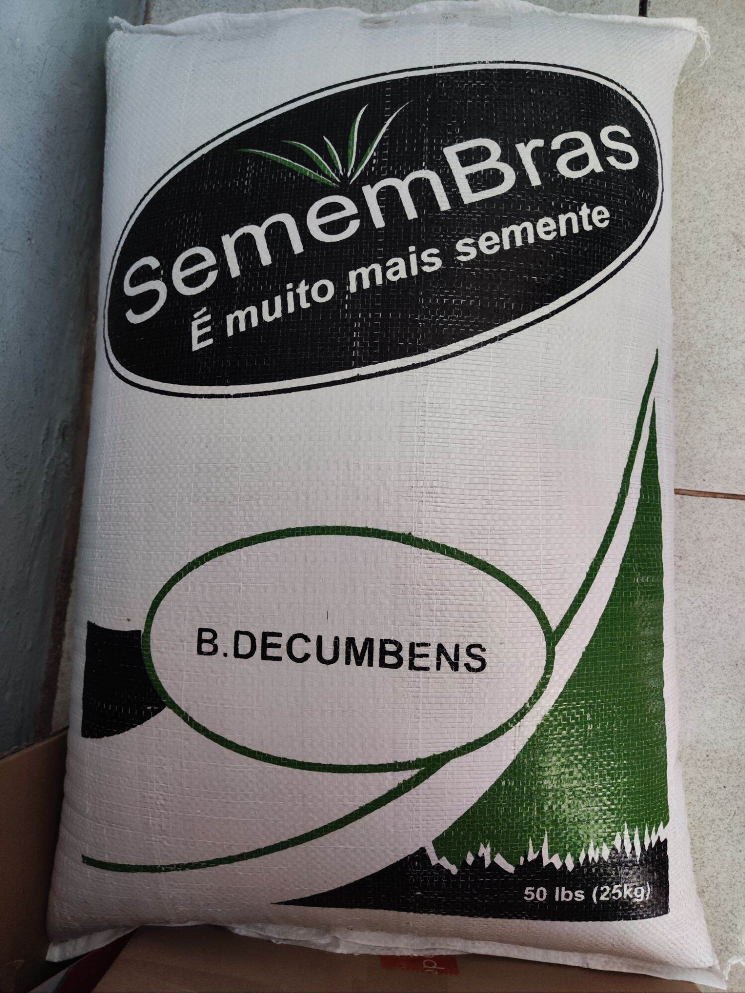 GRASS SEED - SIGNALGRASS / Biji rumput signal/bede 1karung / Brachiaria ...