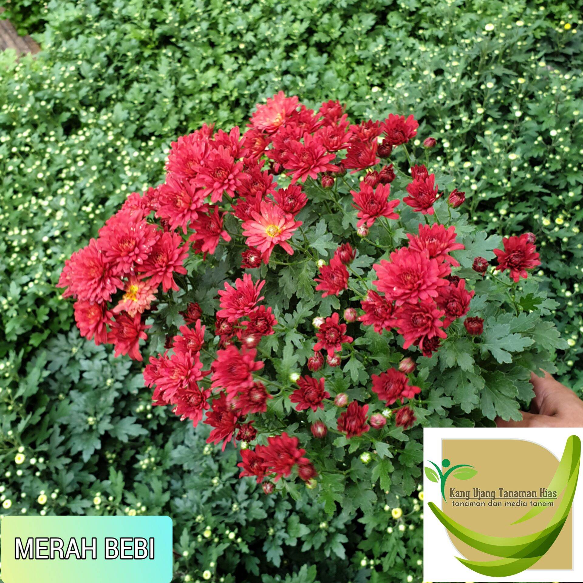 TANAMAN SERUNI KRISAN ASTER 5 POHON GRADE A KUALITAS 1 COD | Lazada ...