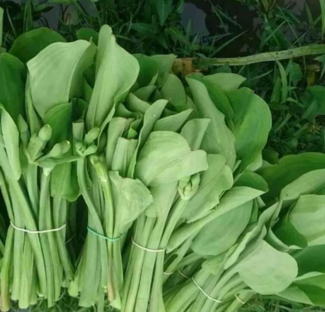 Daun genjer sayur genjer segar 300 gram | Lazada Indonesia