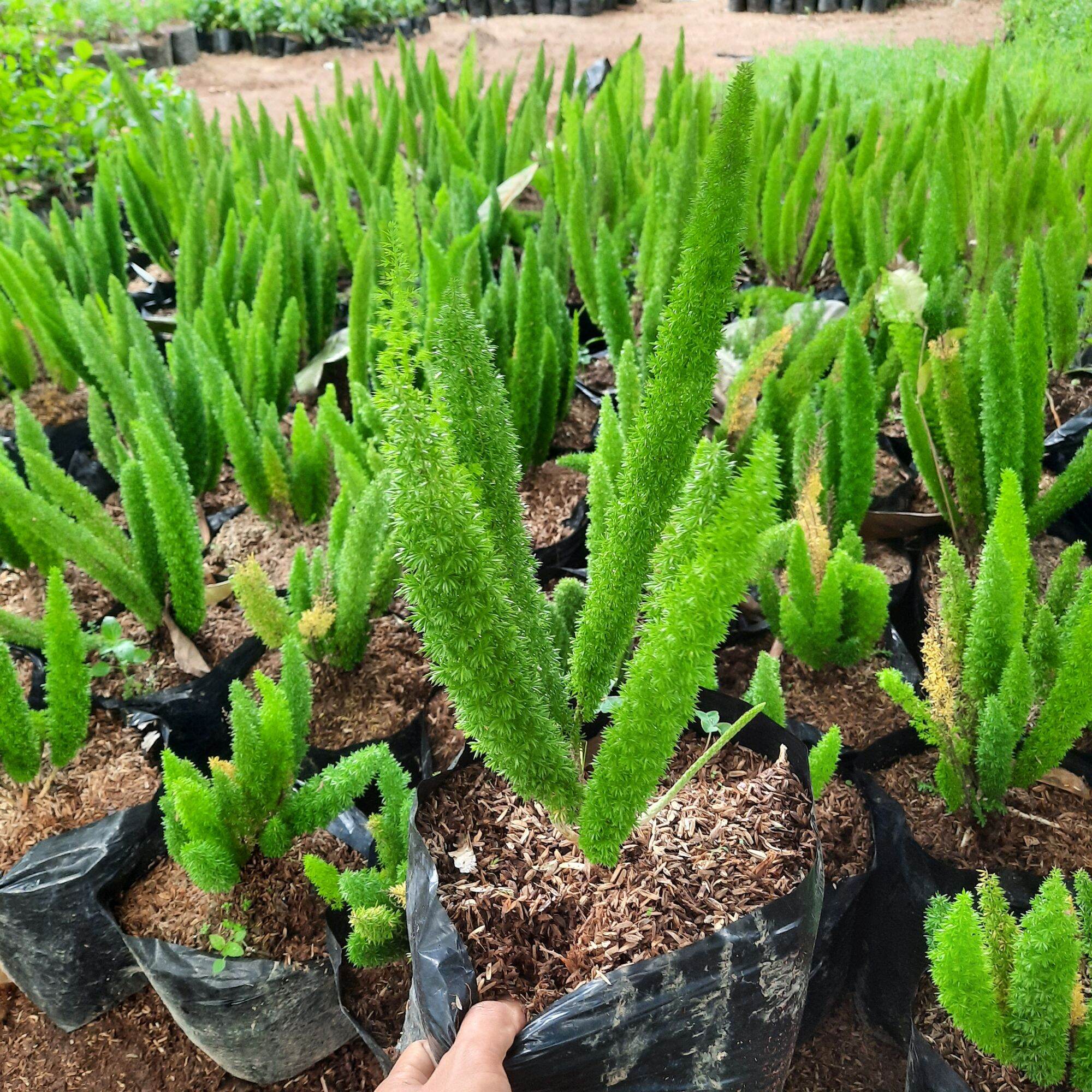 TANAMAN HIAS EKOR TUPAI / PAKIS EKOR TUPAI | Lazada Indonesia