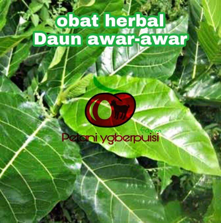 Daun awar awar | Lazada Indonesia