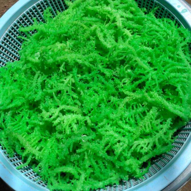 500GRAM/RUMPUT LAUT-BAHAN AGAR AGAR-BAHAN MAKANAN-BAHAN SIRUP | Lazada ...