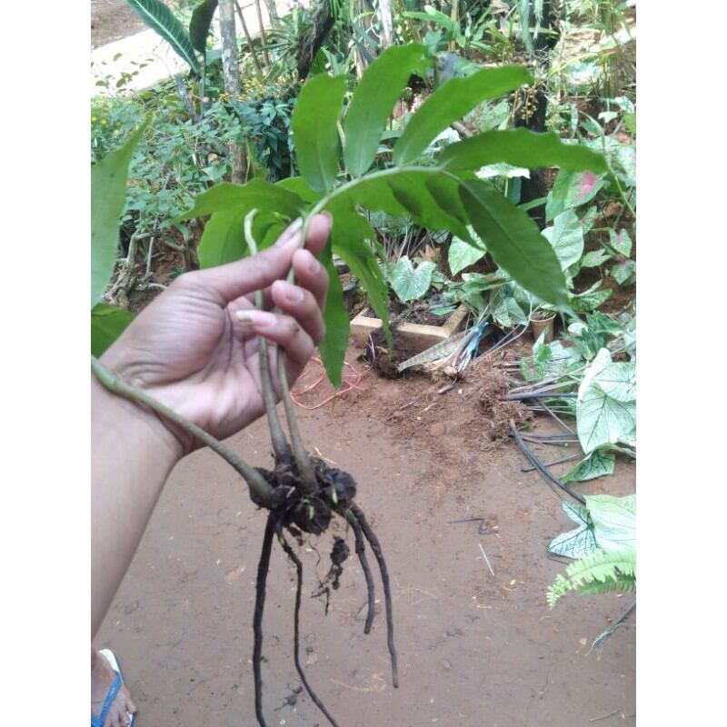 pakis hutan pakis kebo | Lazada Indonesia