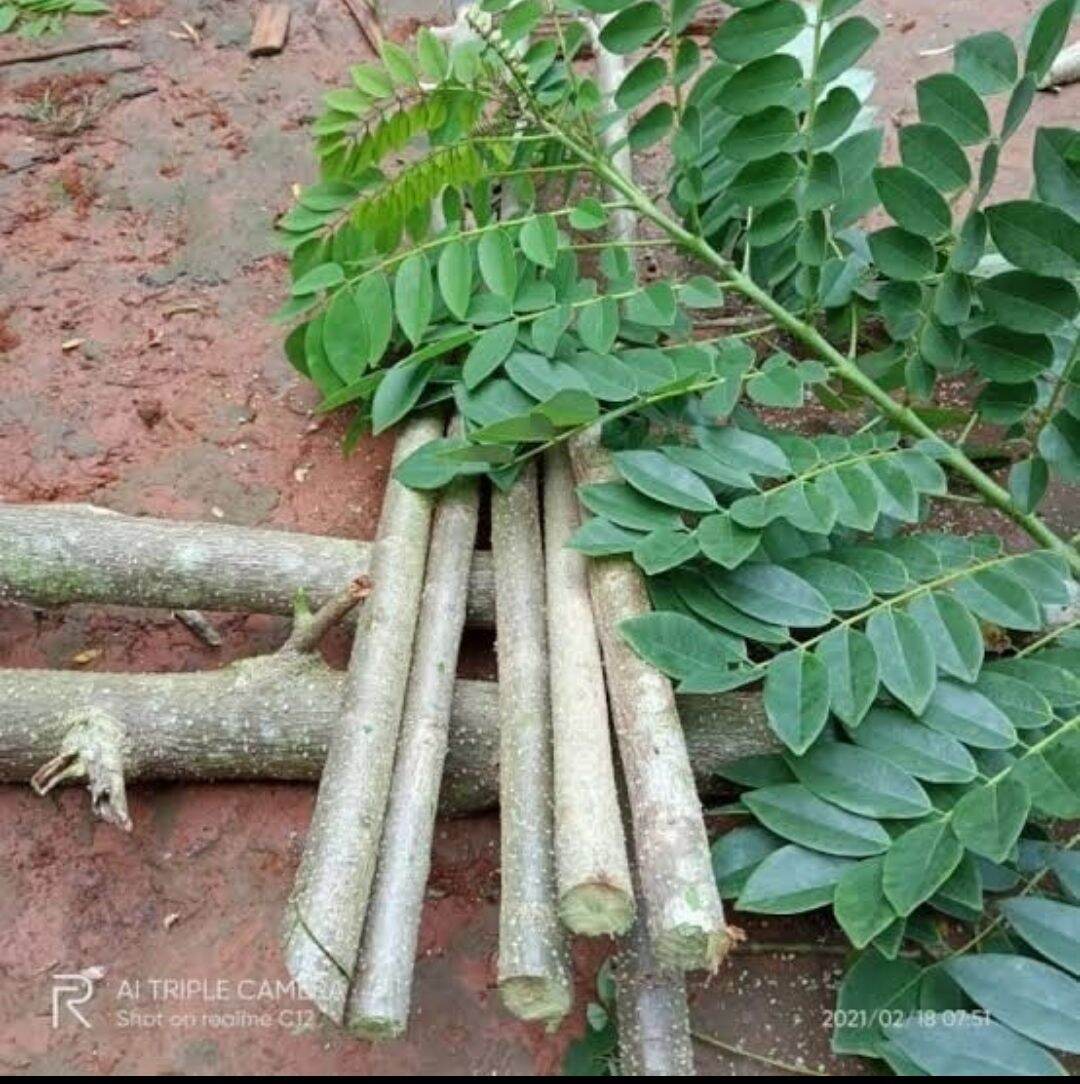 2 stek pohon gamal , kalikiria siap tanam turus vanili lada dan pakan ...
