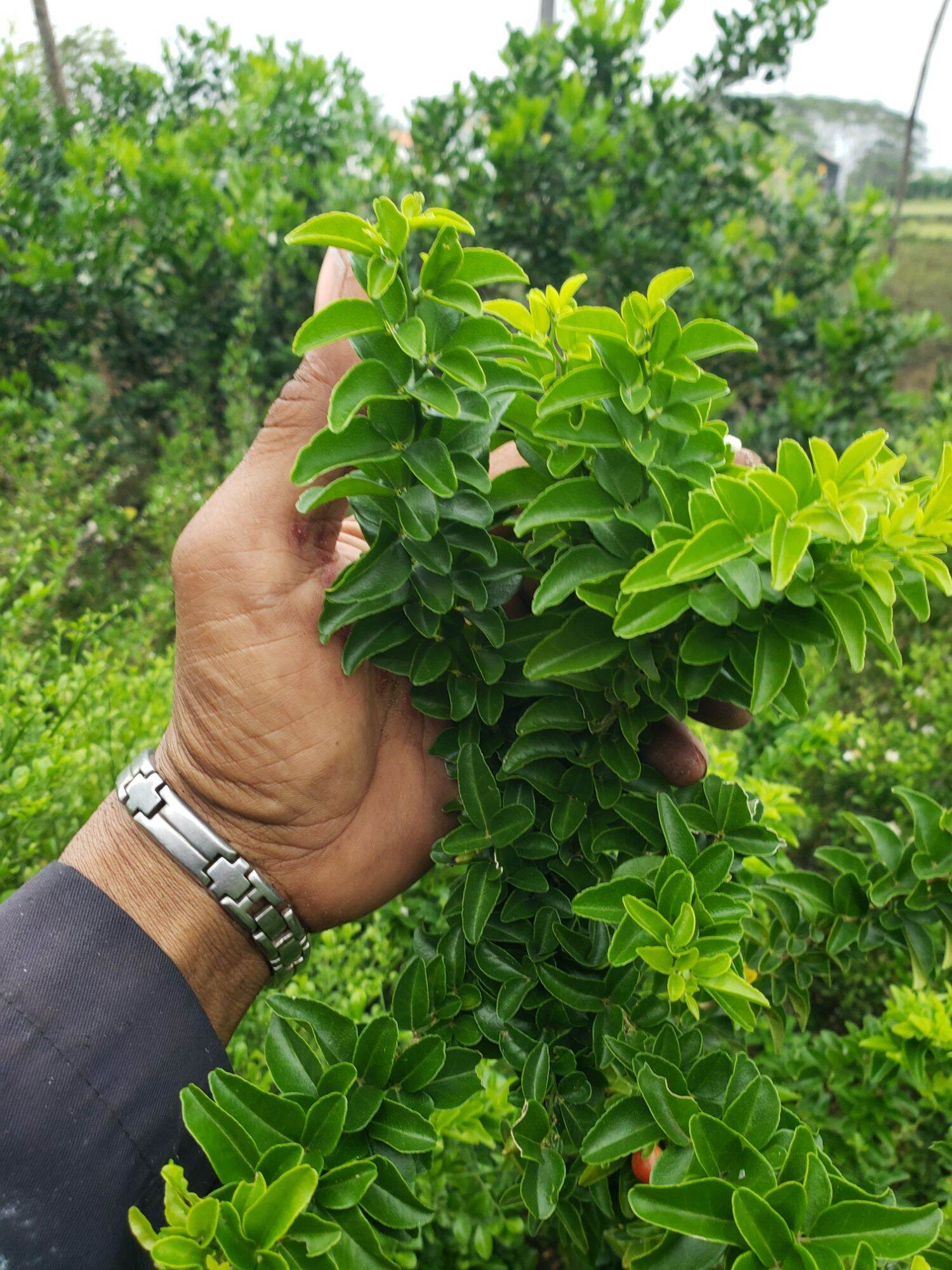 jeruk kingkit kompakta daun rapat bahan bonsai | Lazada Indonesia