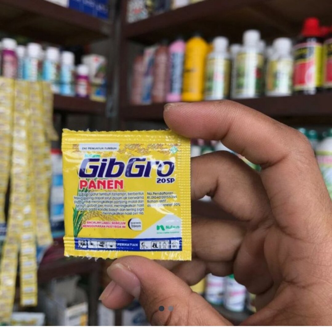zat pengatur tumbuh tanaman Gibro Panen 20 sp untuk bobot | Lazada ...