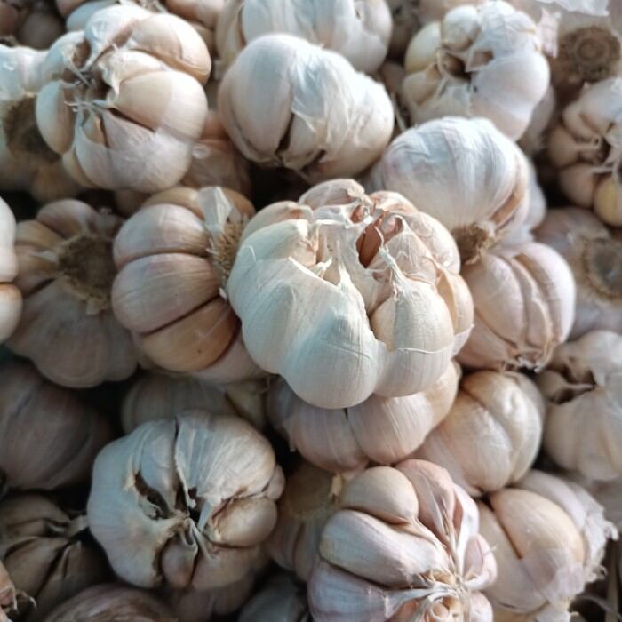 Bawang putih super grade A - 1 Kg | Lazada Indonesia