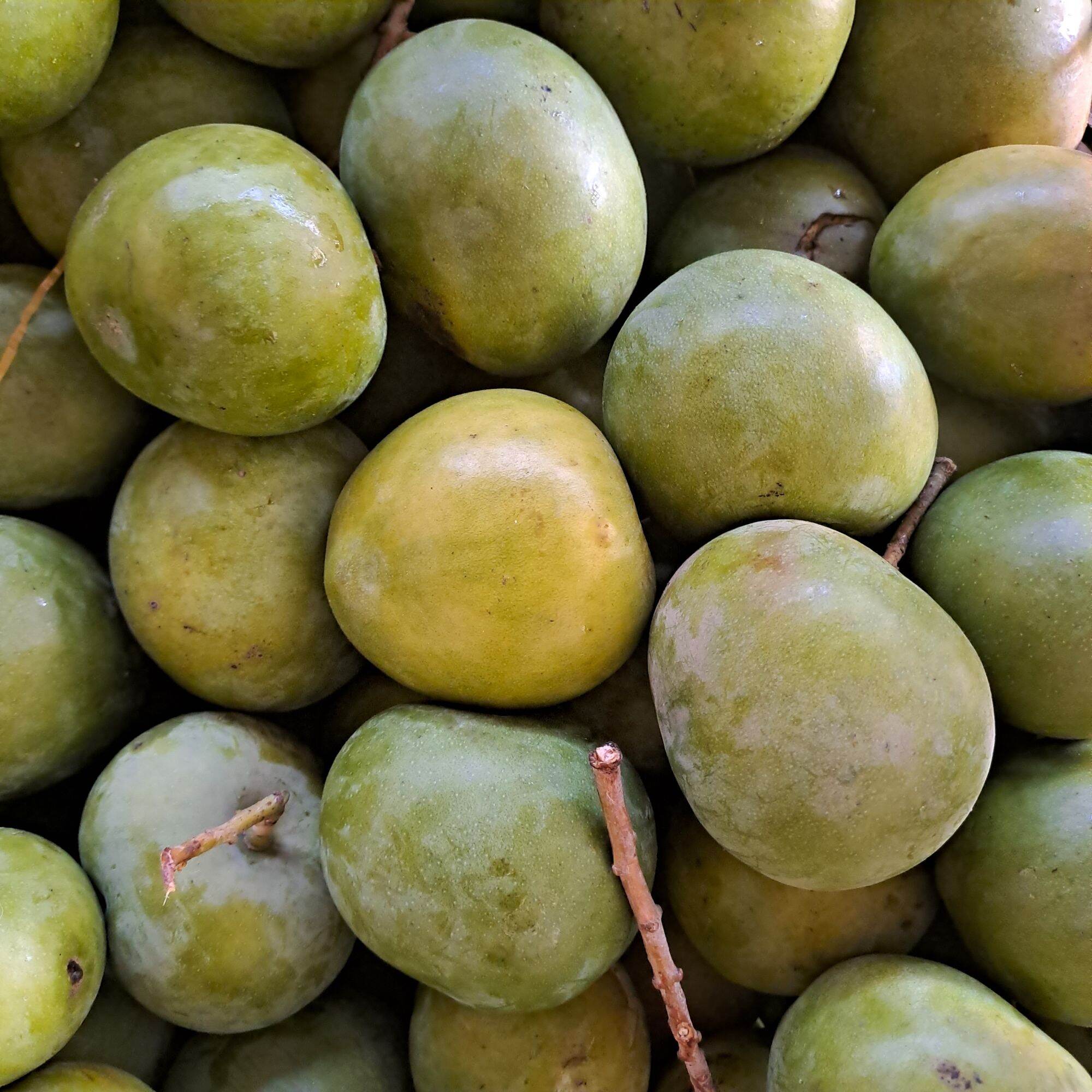 MANGGA MUDA MENGKAL | MANGGA RUJAKAN 1KG | Lazada Indonesia