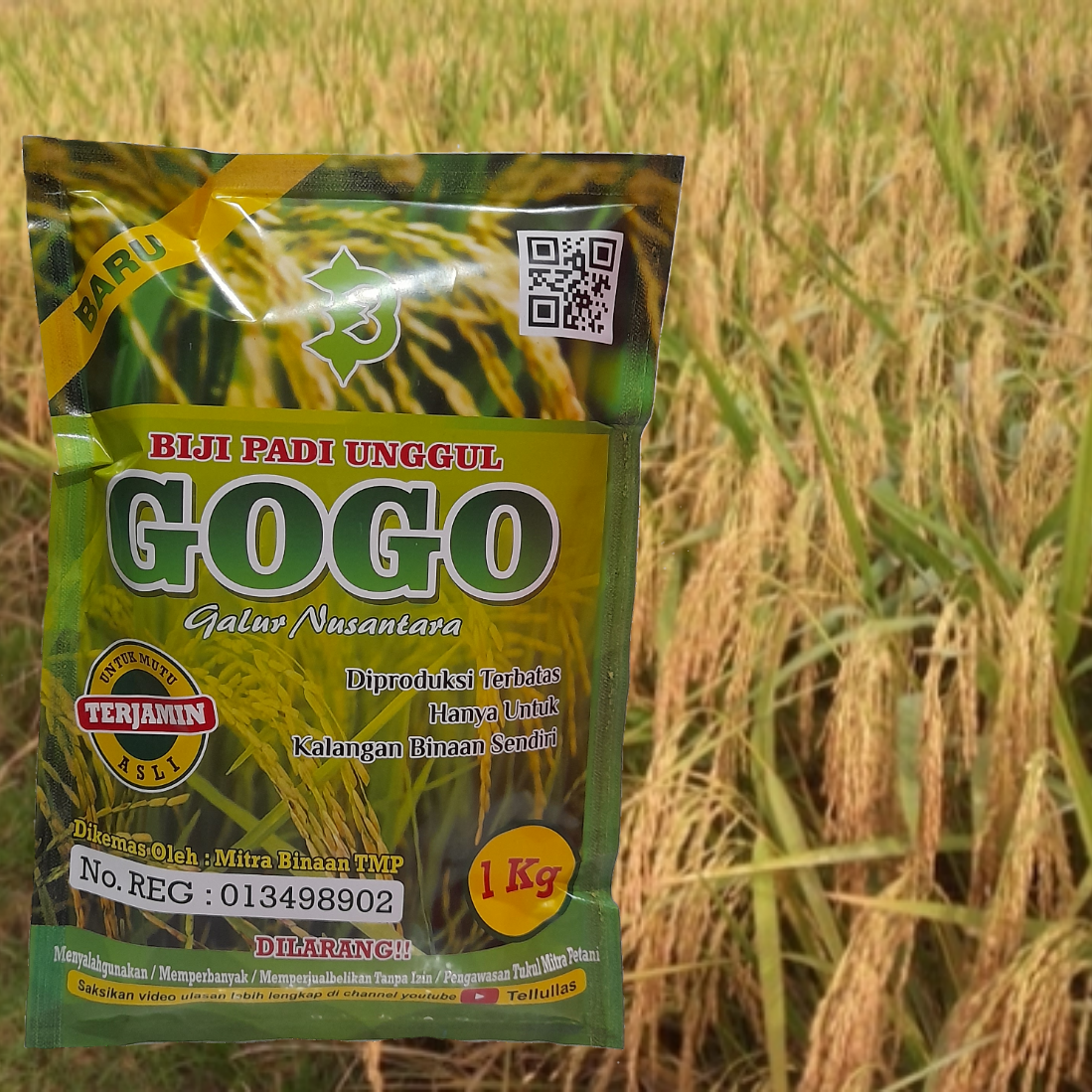 Padi Gogo Ori | Lazada Indonesia