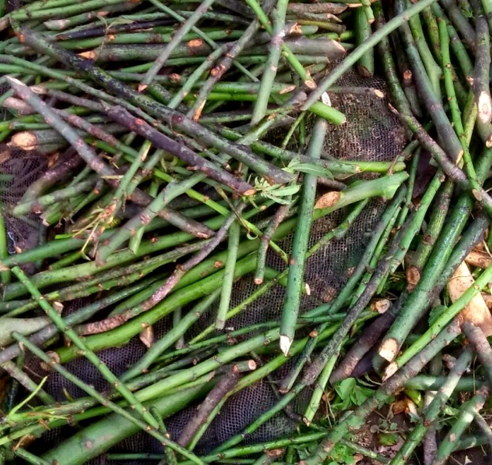 Stek Cabang batang pohon Kapas kapuk randu fresh 20 pcs | Lazada Indonesia