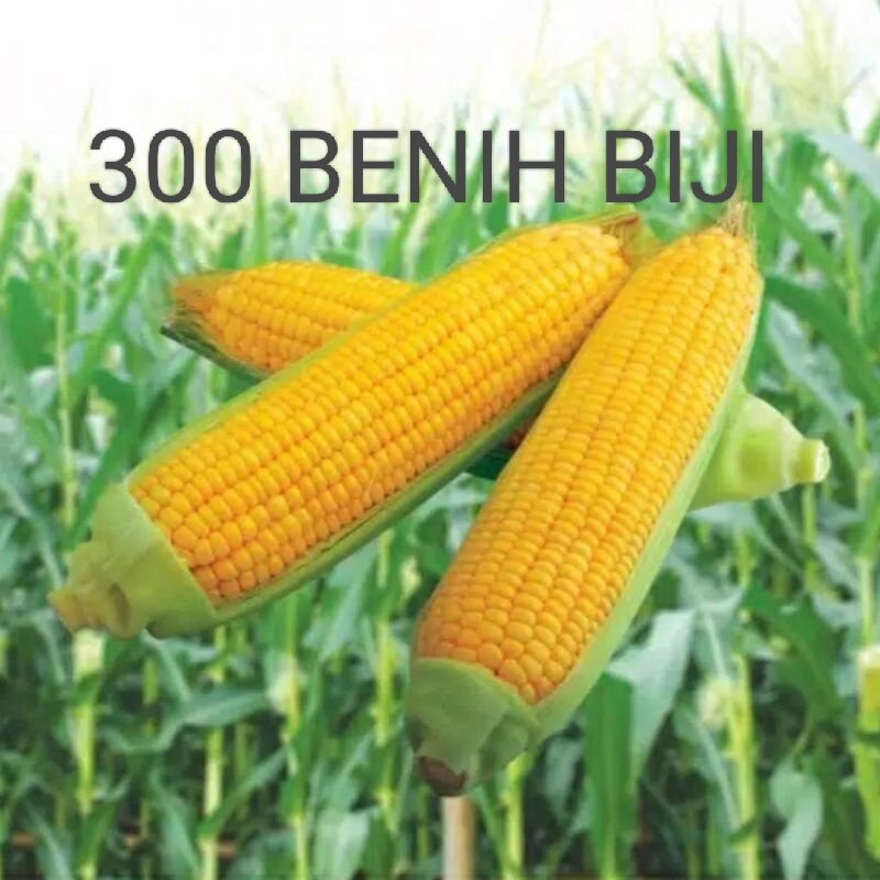 GROSIR !!! 300 BENIH BIJI JAGUNG MANIS MADU SUPER | Lazada Indonesia
