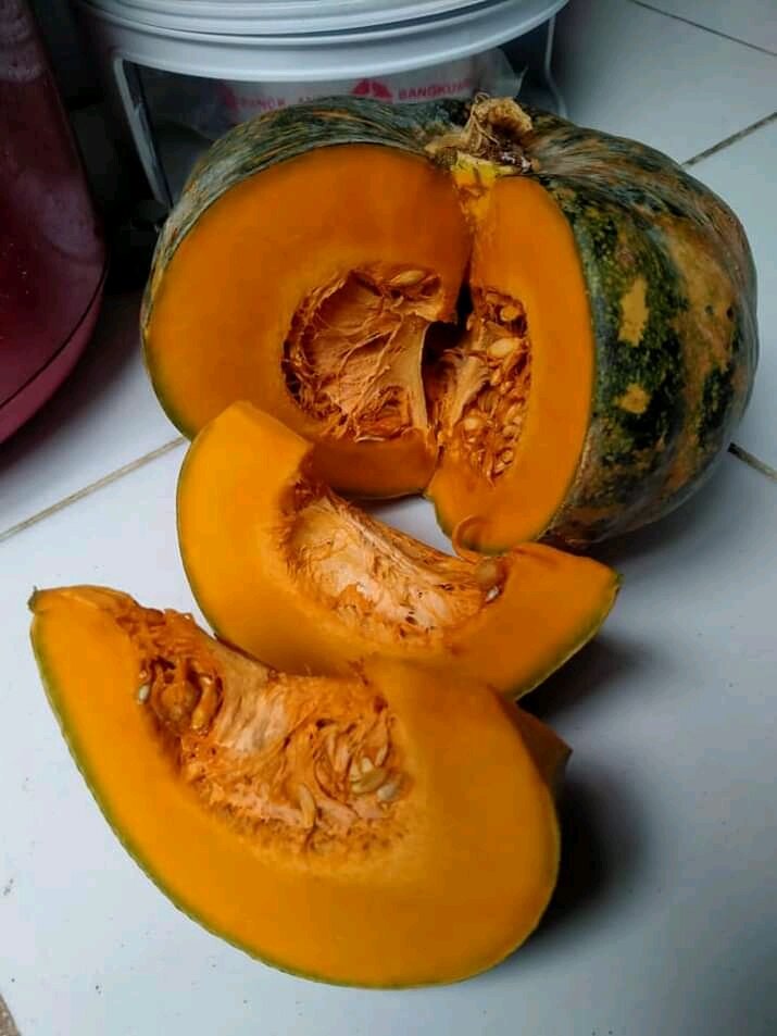 30BIBIT BENIH LABU KUNING/WALUH/ KABOCHA SUPER RASA MANIS DAN PULEN ...