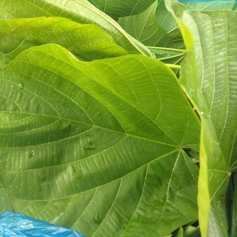 Daun Paliasa Segar (100 Lembar) | Lazada Indonesia