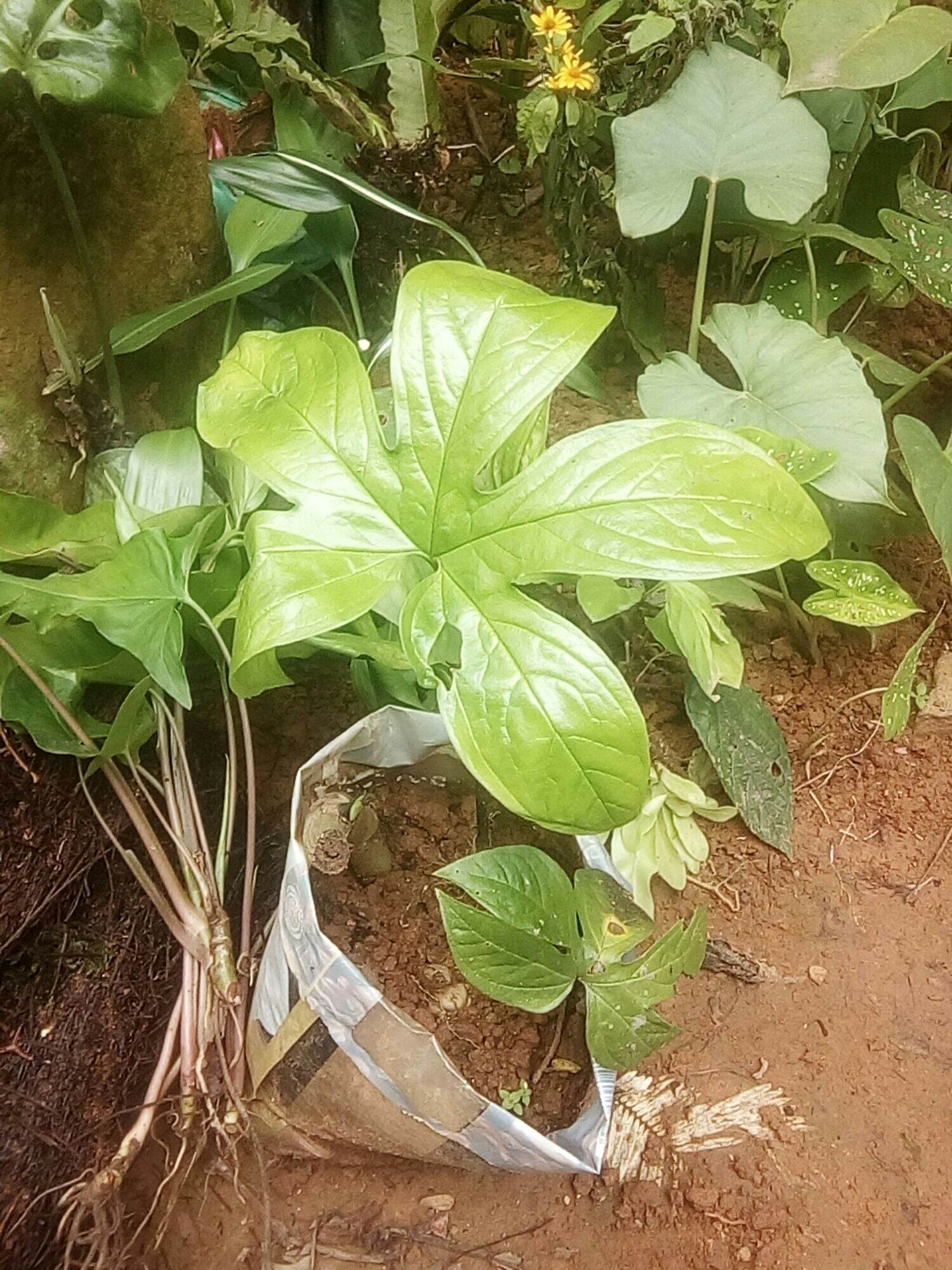 tanaman tunjuk langit | Lazada Indonesia