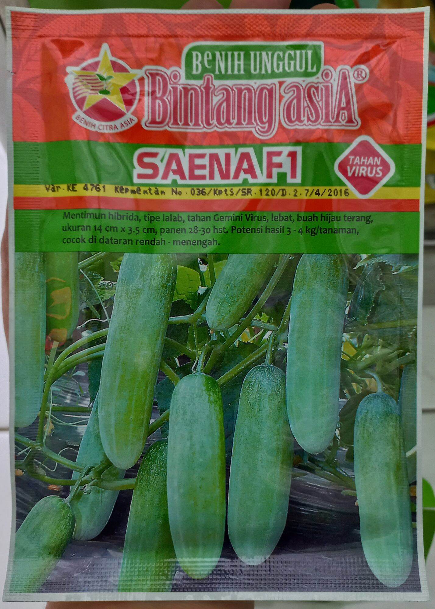 Benih Timun SAENA F1 10 Gram Bintang Asia | Lazada Indonesia