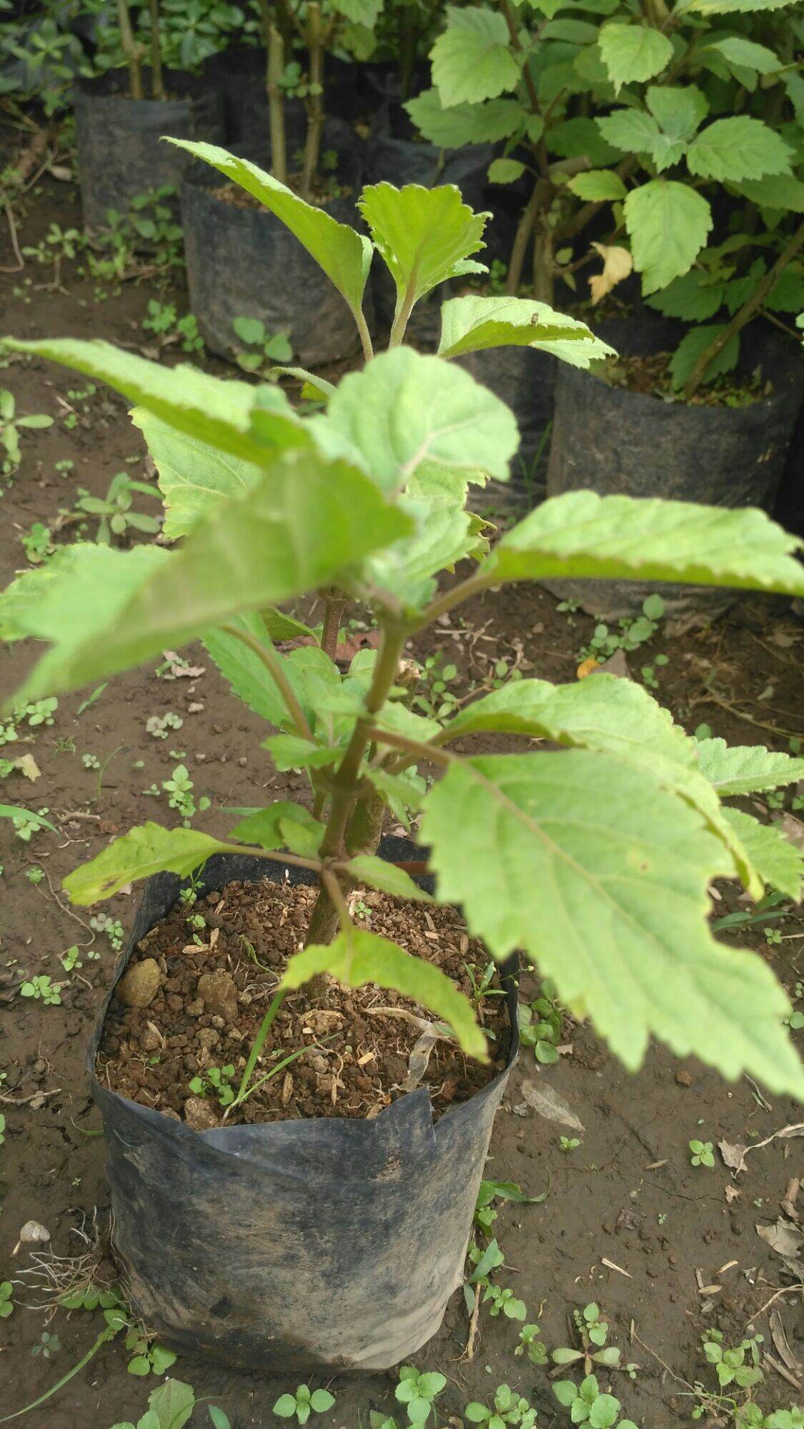 Pohon Nilam - Bibit Tanaman Daun Bahan Minyak Wangi | Lazada Indonesia