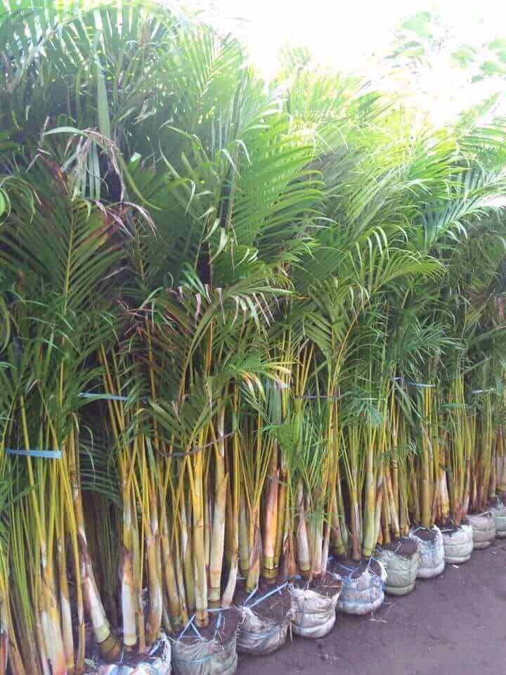 palem kuning | Lazada Indonesia