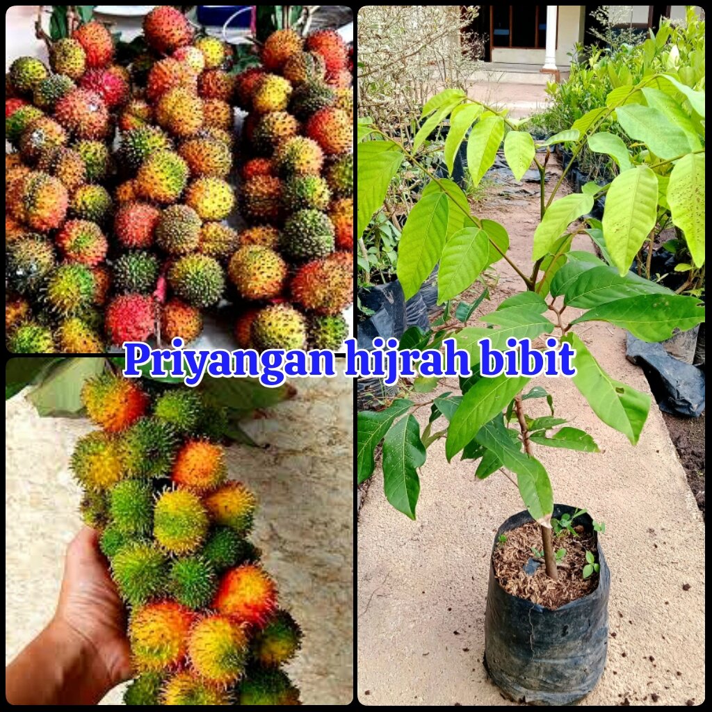 benih bibit tanaman buah rambutan rapiah 5 pohon | Lazada Indonesia