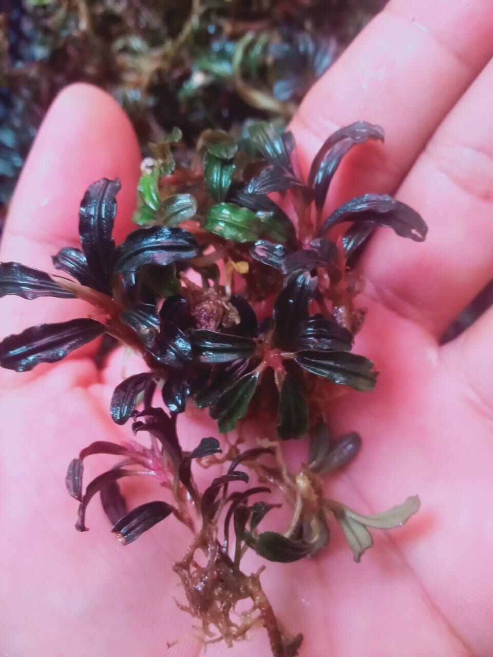 Bucephalandra Brownie Mini Phantom Rizhome Tanaman Aquascape | Lazada ...