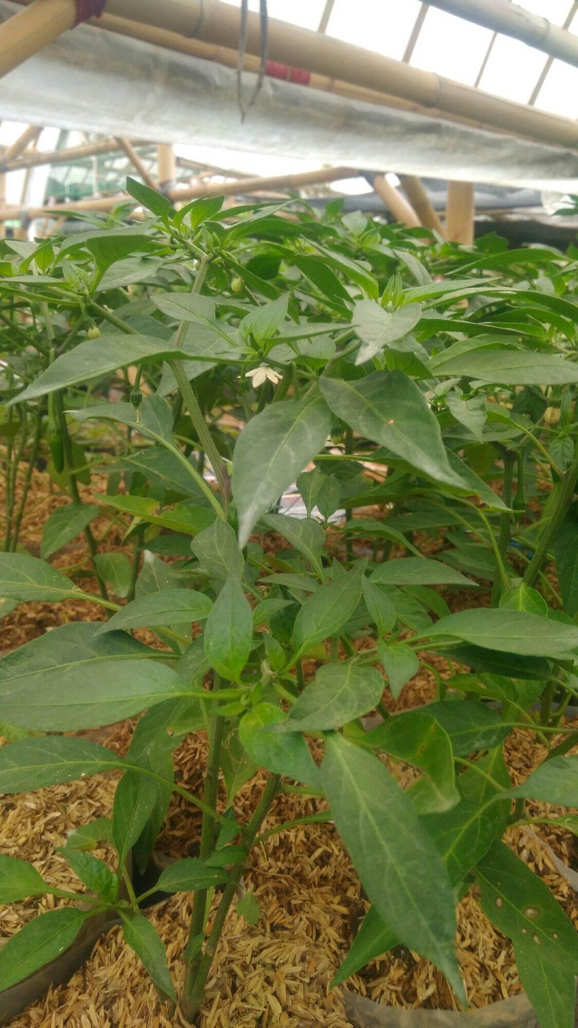 Tanaman Cabe Tanjung | Lazada Indonesia
