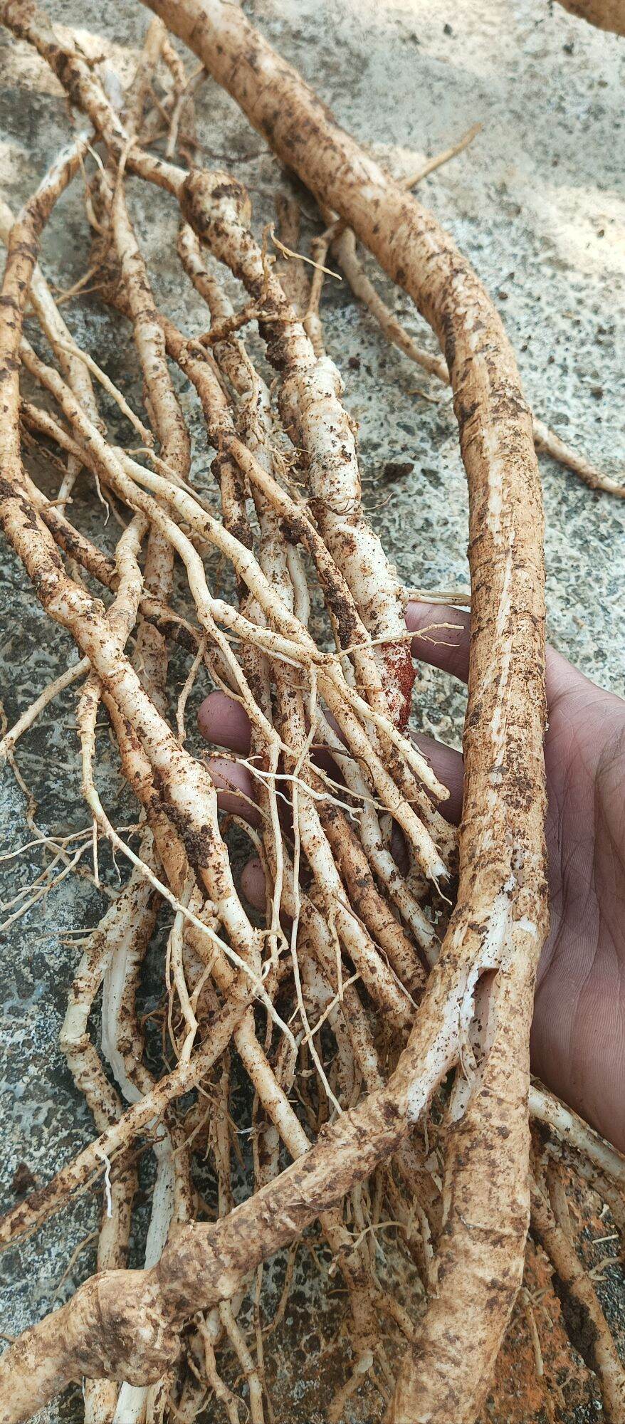 AKAR PEPAYA FRESH SEGAR OBAT HERBAL 200 GRAM | Lazada Indonesia