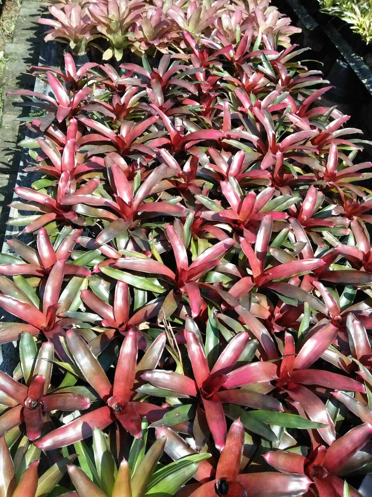 Tanaman hias bromelia merah - sudah warna merah | Lazada Indonesia