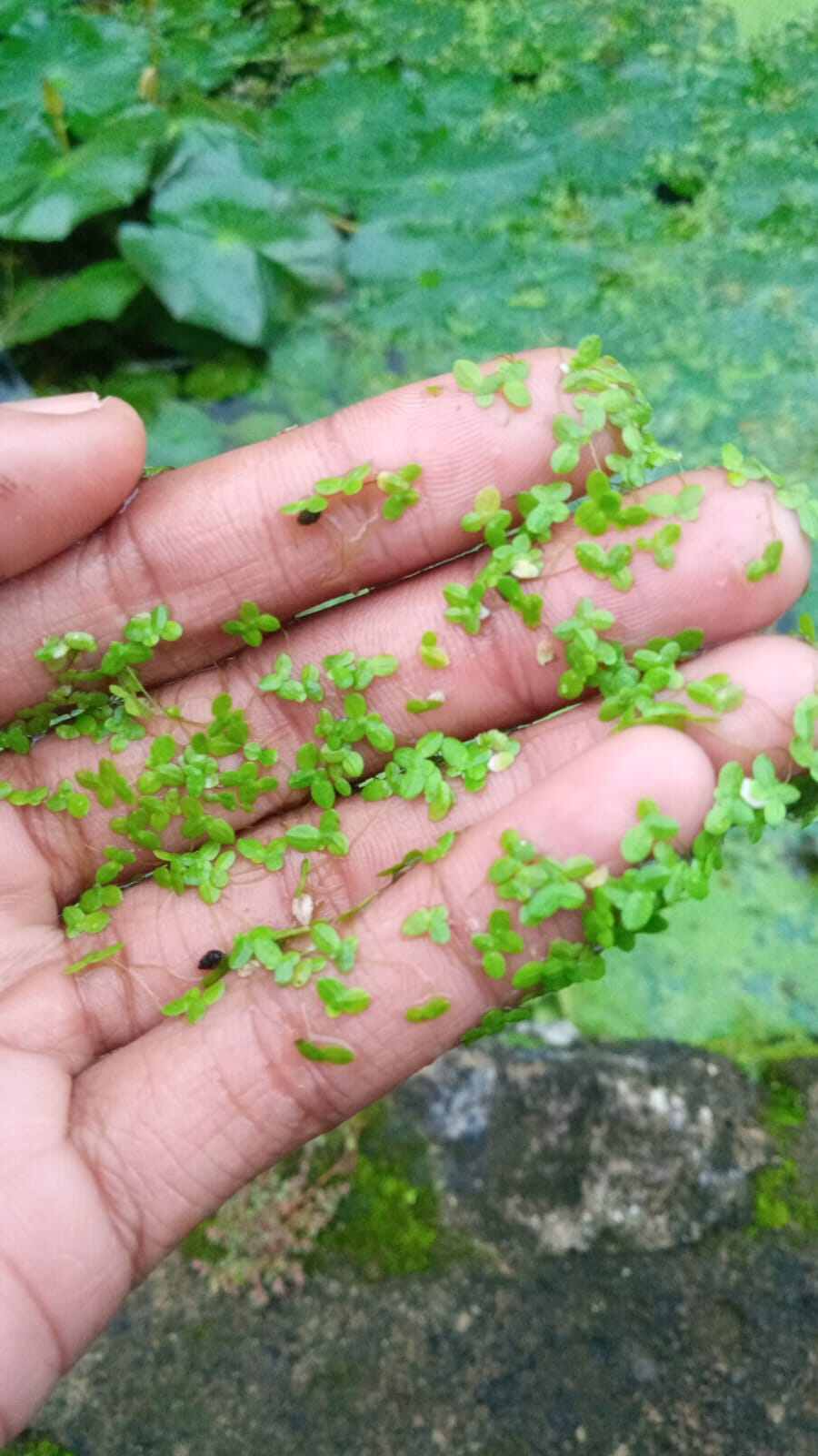 Tanaman lemna atau mata lele 100gr | Lazada Indonesia