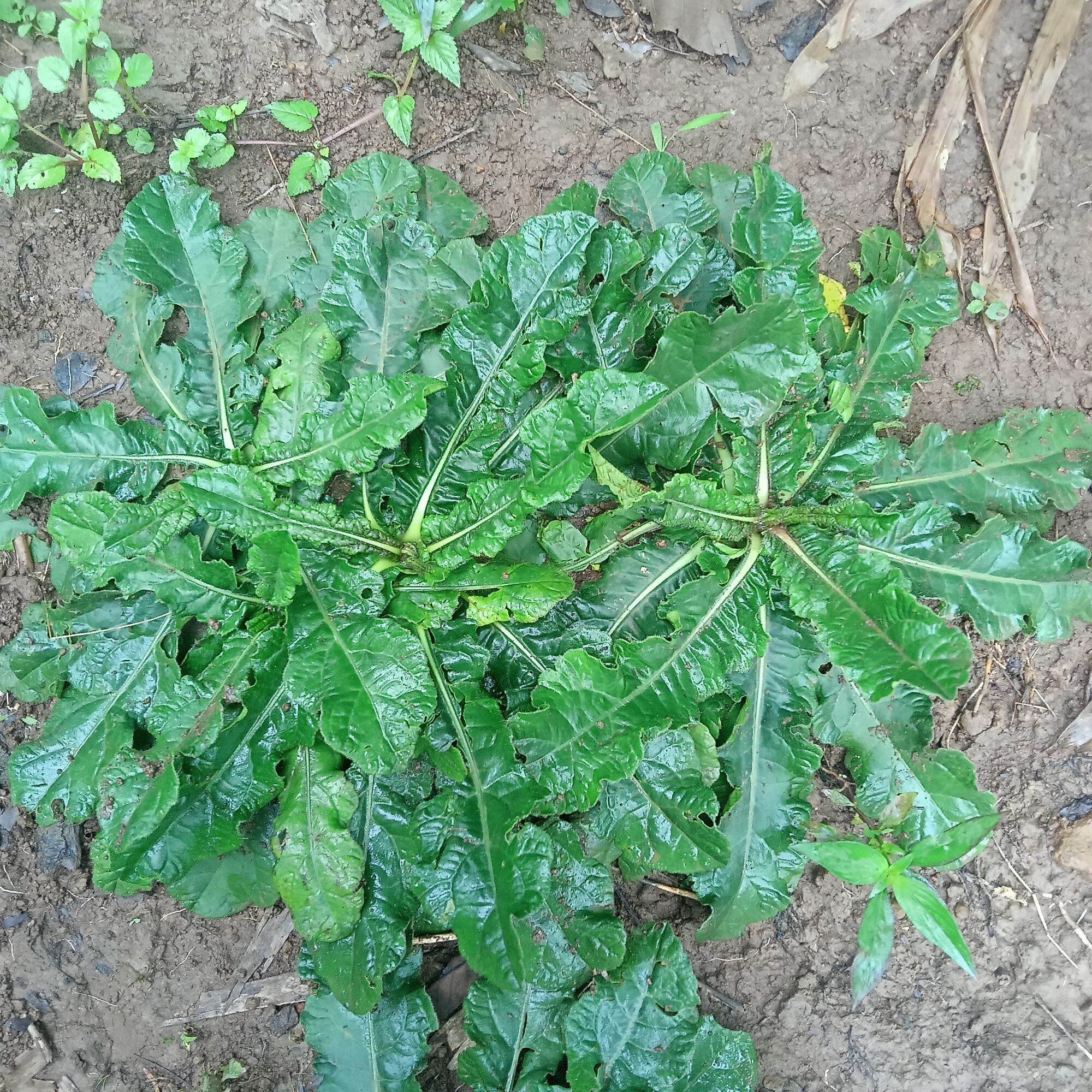 Tapak Liman Segar Bugar (Netto 250 Gram) Tanaman Liar Istimewa ...