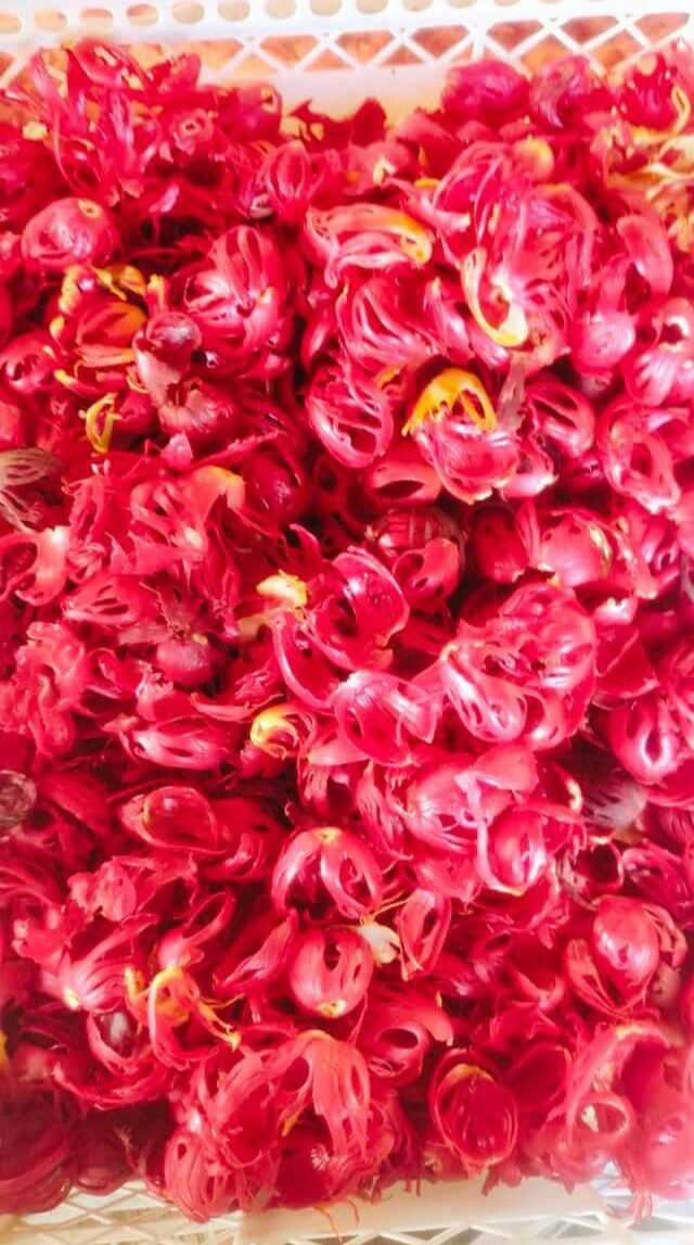 bunga pala/puli sempra 1kg | Lazada Indonesia