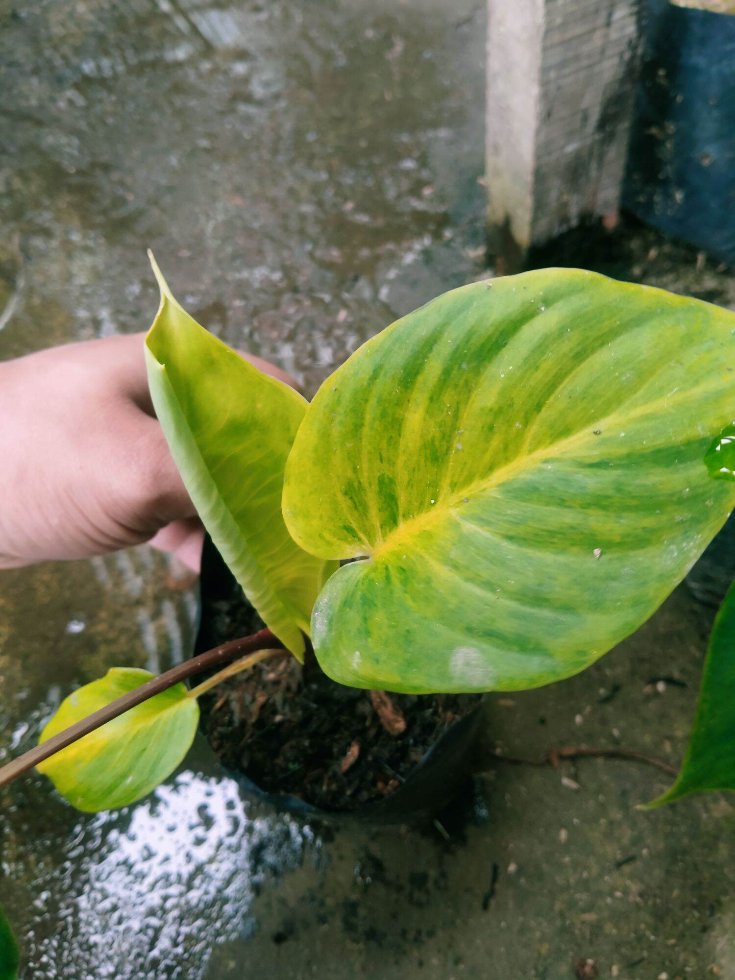 homalomena red steam varigata | Lazada Indonesia