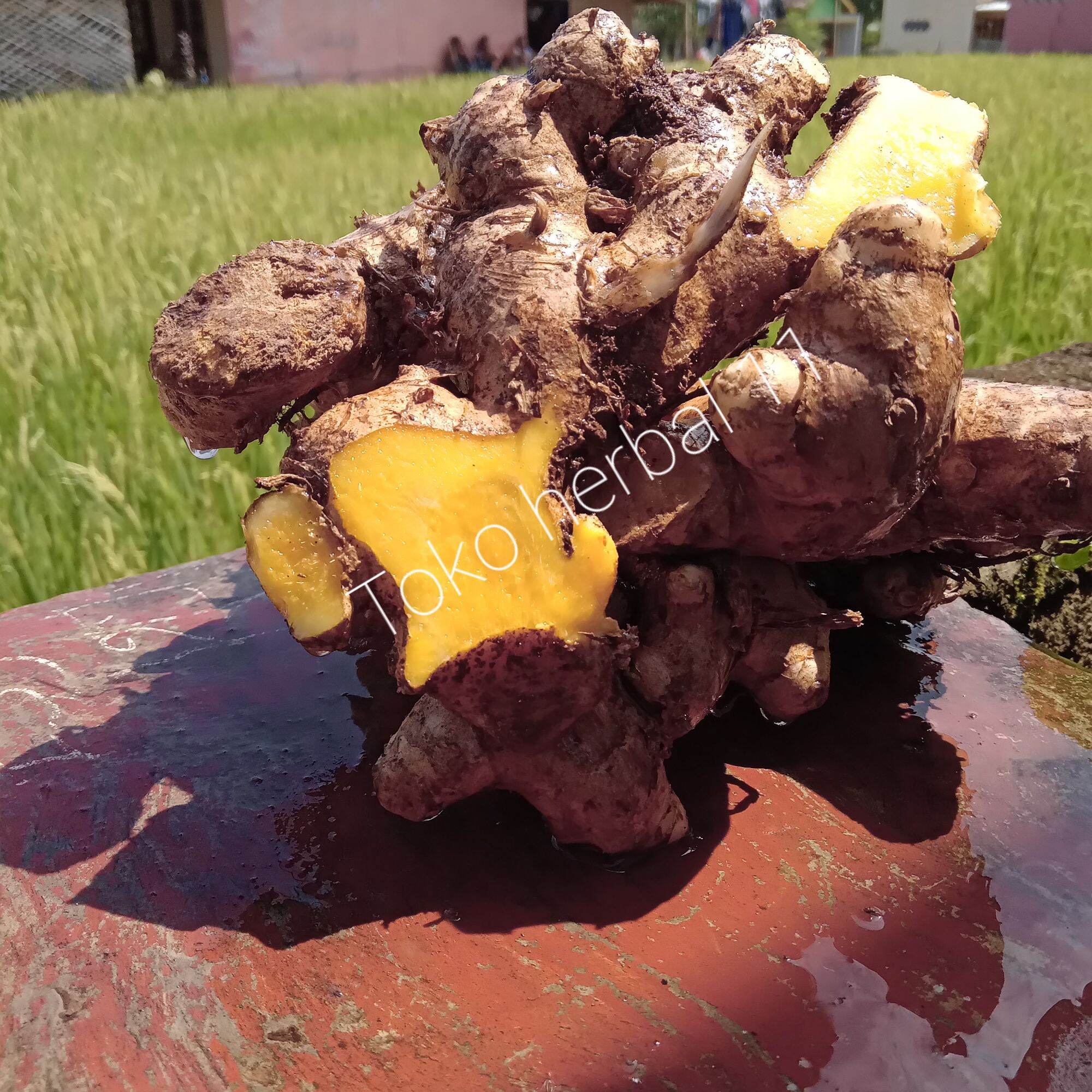 Bangle segar 1kg/panglai | Lazada Indonesia