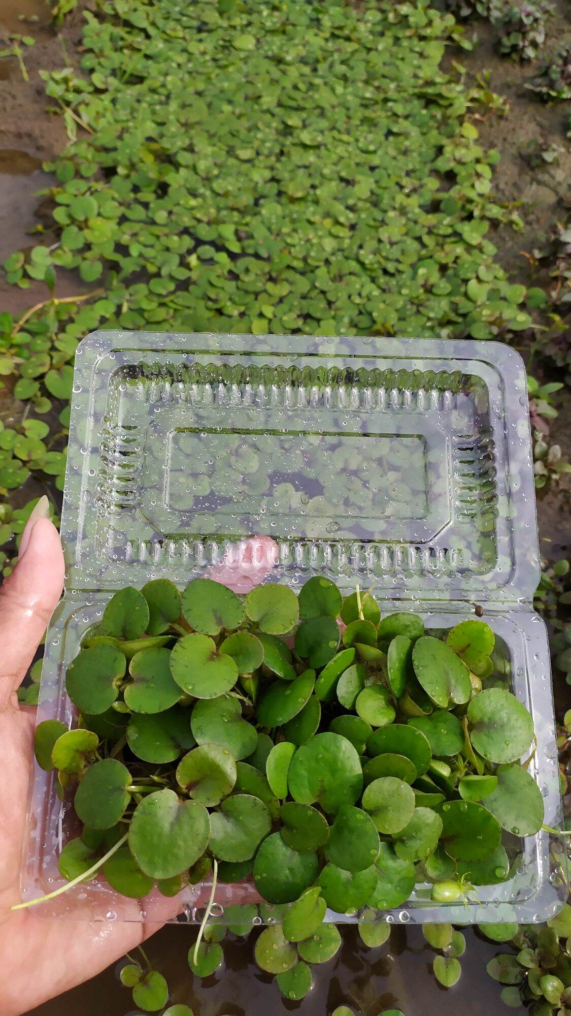 amazon frogbit tanaman apung aquascape, ukuran mika jumbo. | Lazada ...