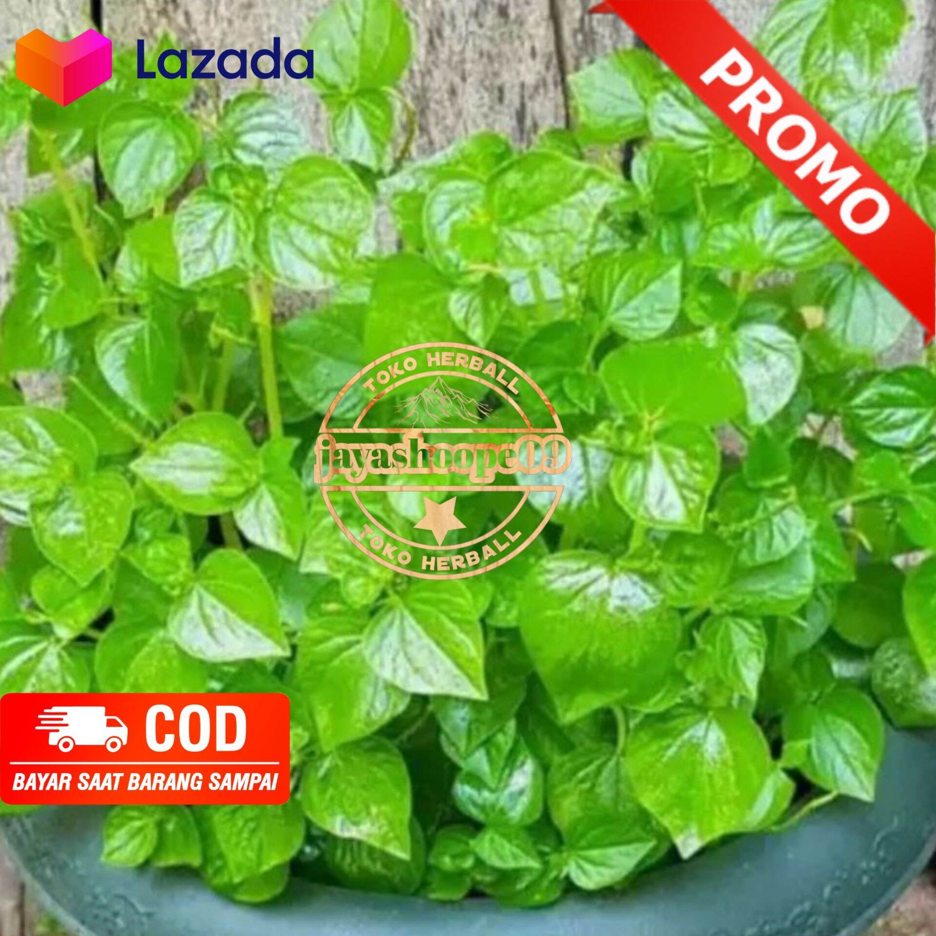 Daun Sirih Cina Obat Herbal 250.grm/ ketupang air tumpang air daun ...