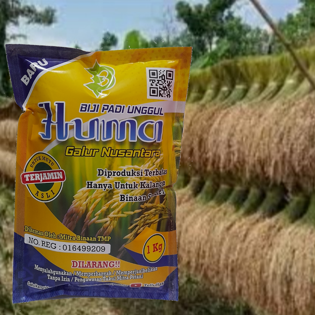 Padi Huma Khusu Untuk Perkebunan | Lazada Indonesia