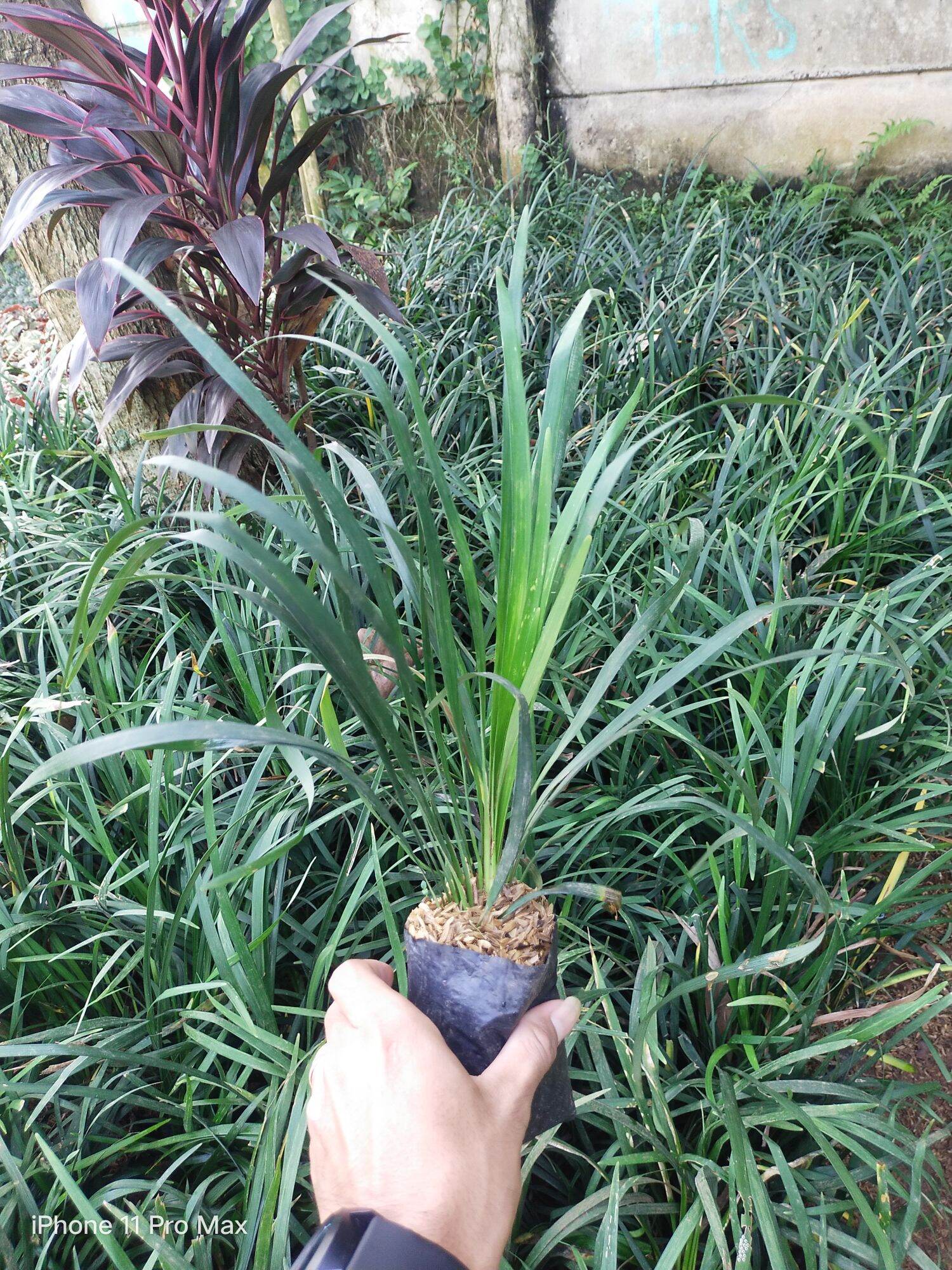 Tanaman Hias Jaburan Hijau Tanaman Alang Hijau Jaburan Vittatus ...