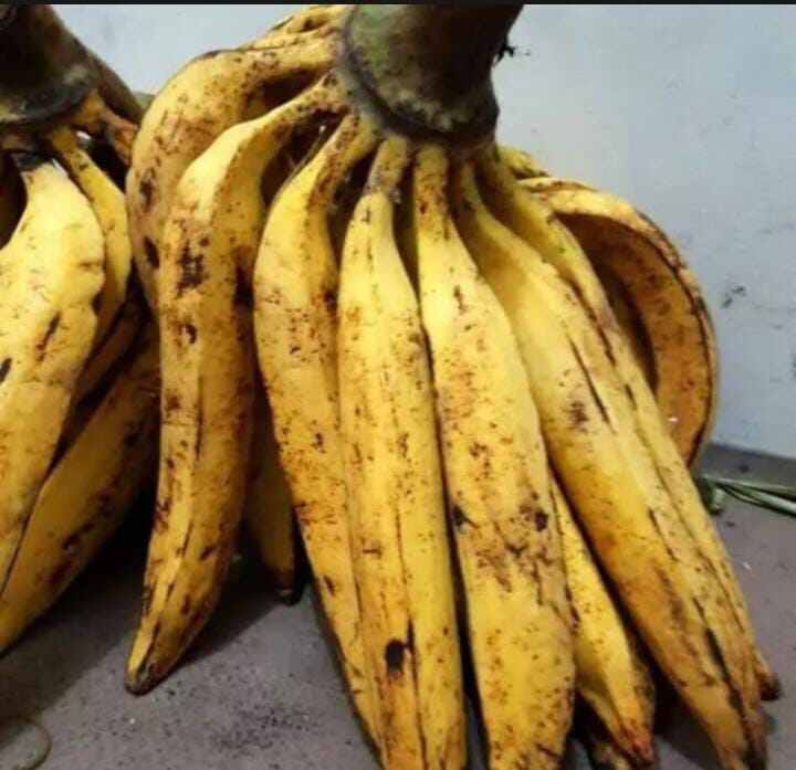 buah pisang tanduk super 1 kg | Lazada Indonesia